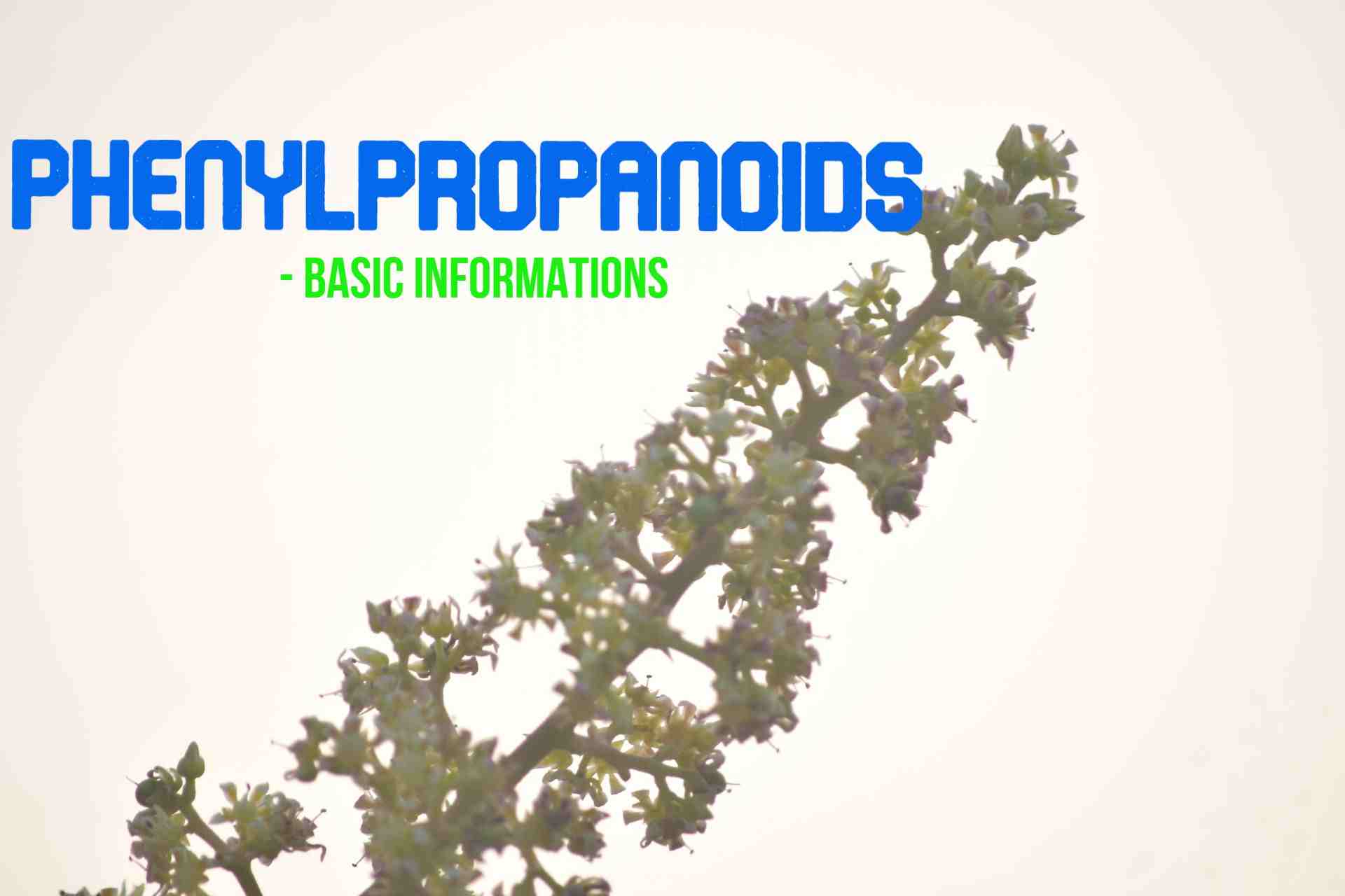 Phenylpropanoids
