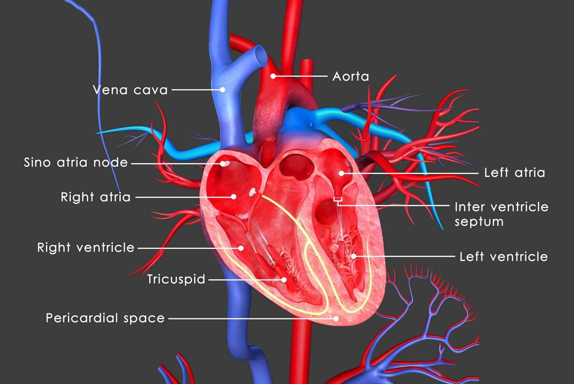 Structure And Function Of Heart
